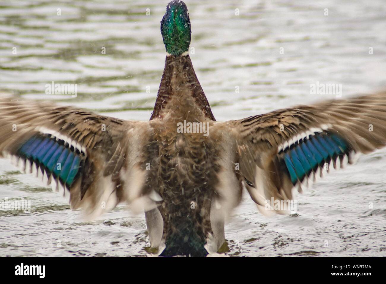 Male mallard spread wings on lake hi-res stock photography and images ...