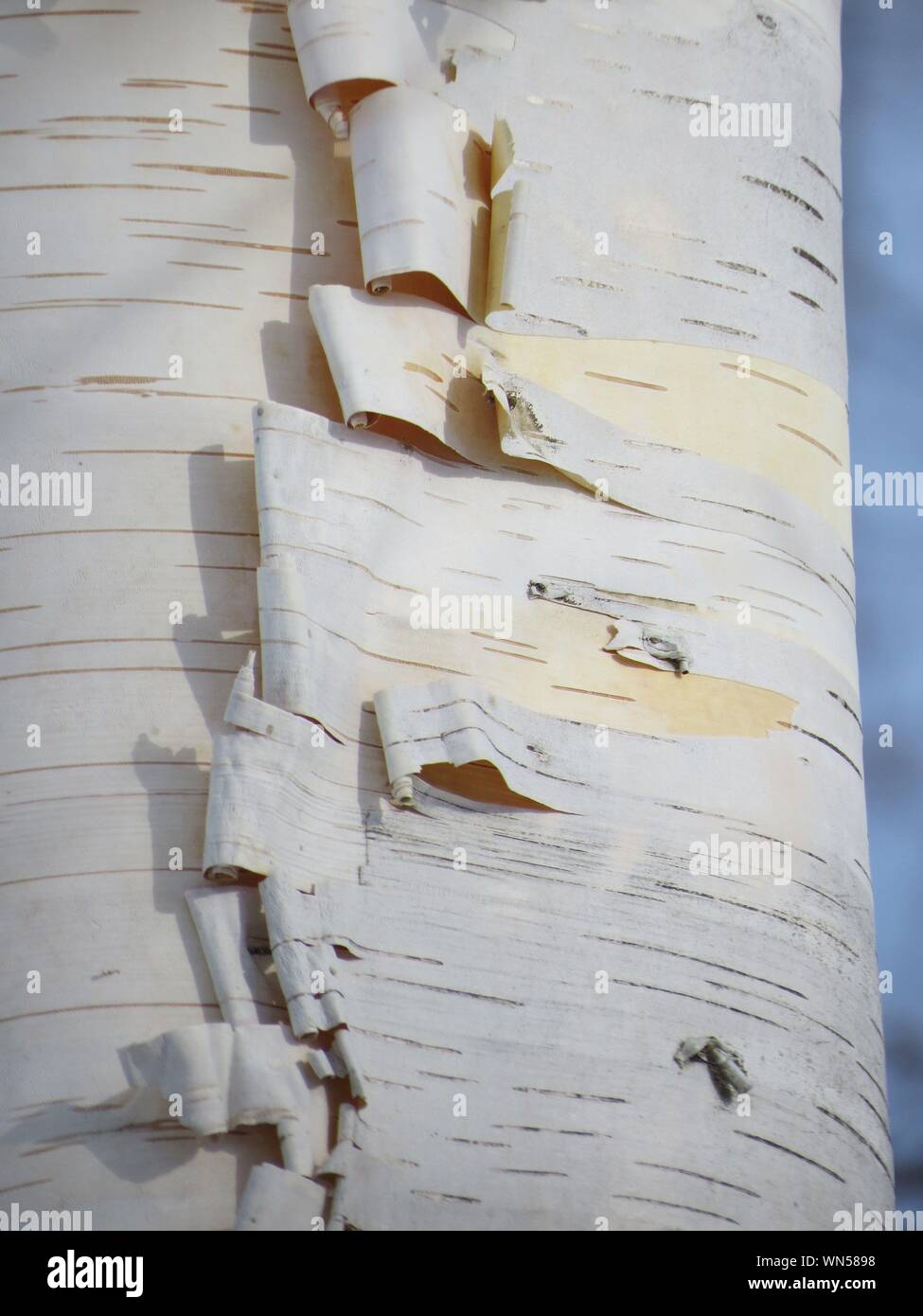 Tree Bark Peeling Off High Resolution Stock Photography and Images - Alamy