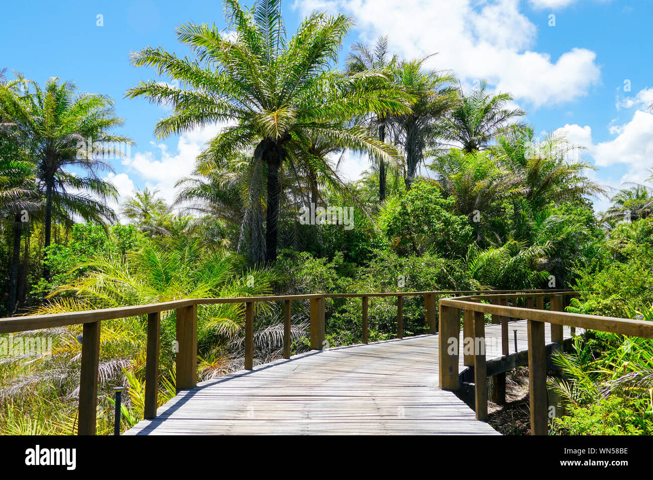 Perspective of wood bridge in deep tropical forest. Wooden bridge ...