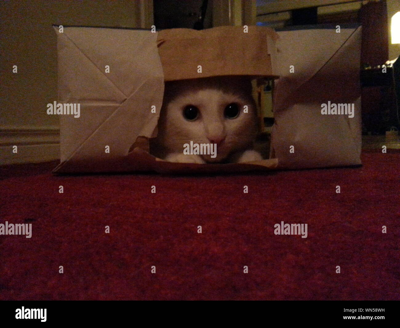 Cat hiding box hi-res stock photography and images - Alamy