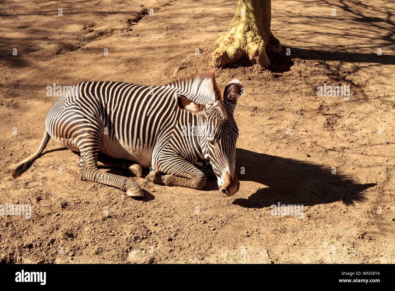 Lying zebra hi-res stock photography and images - Alamy