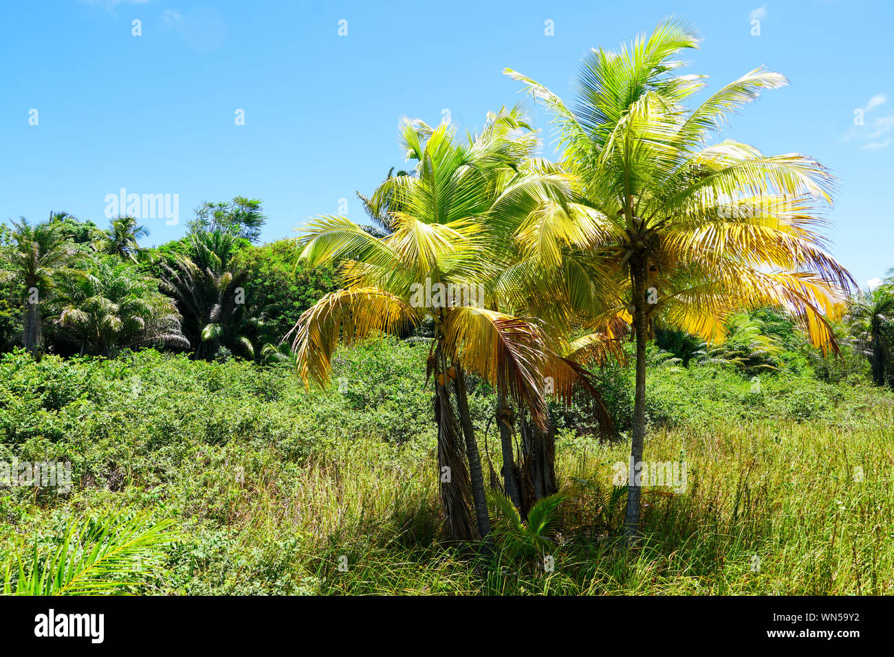 Close up of tropical forest, jungle in Praia Do Forte, Brazil. Forest ...