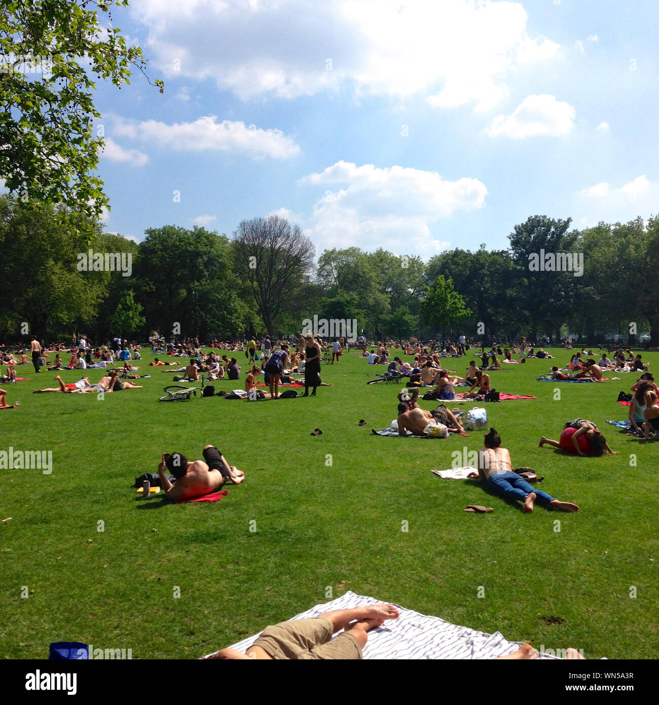 Large tree people sunbathing on hi-res stock photography and images - Alamy