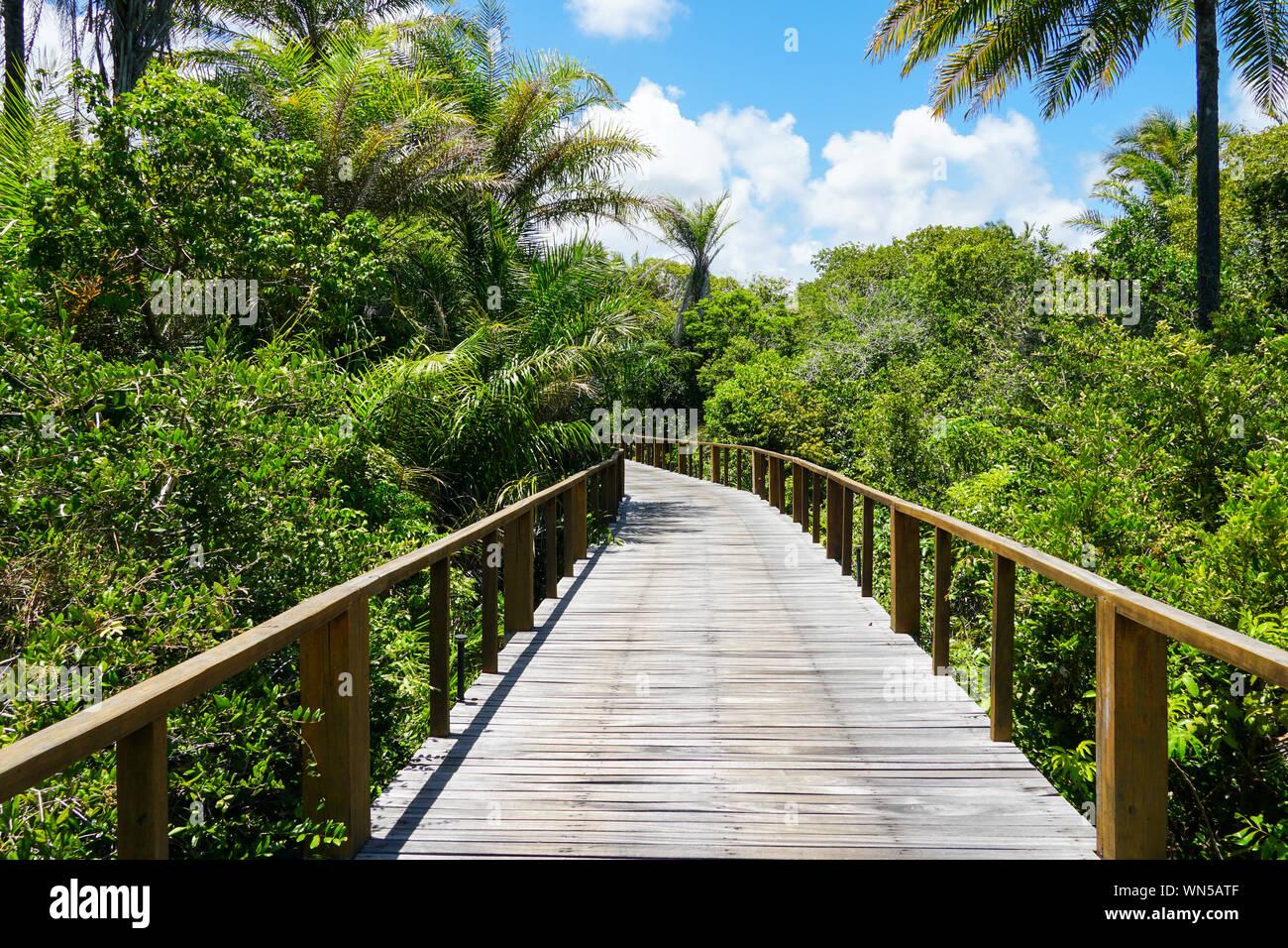 Perspective of wood bridge in deep tropical forest. Wooden bridge ...