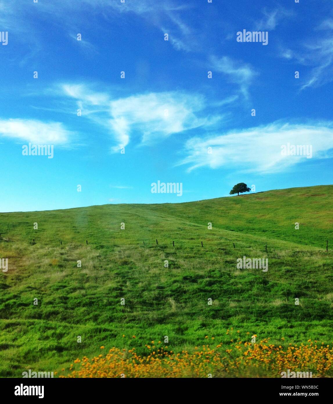 Open yellow flowers hi-res stock photography and images - Alamy