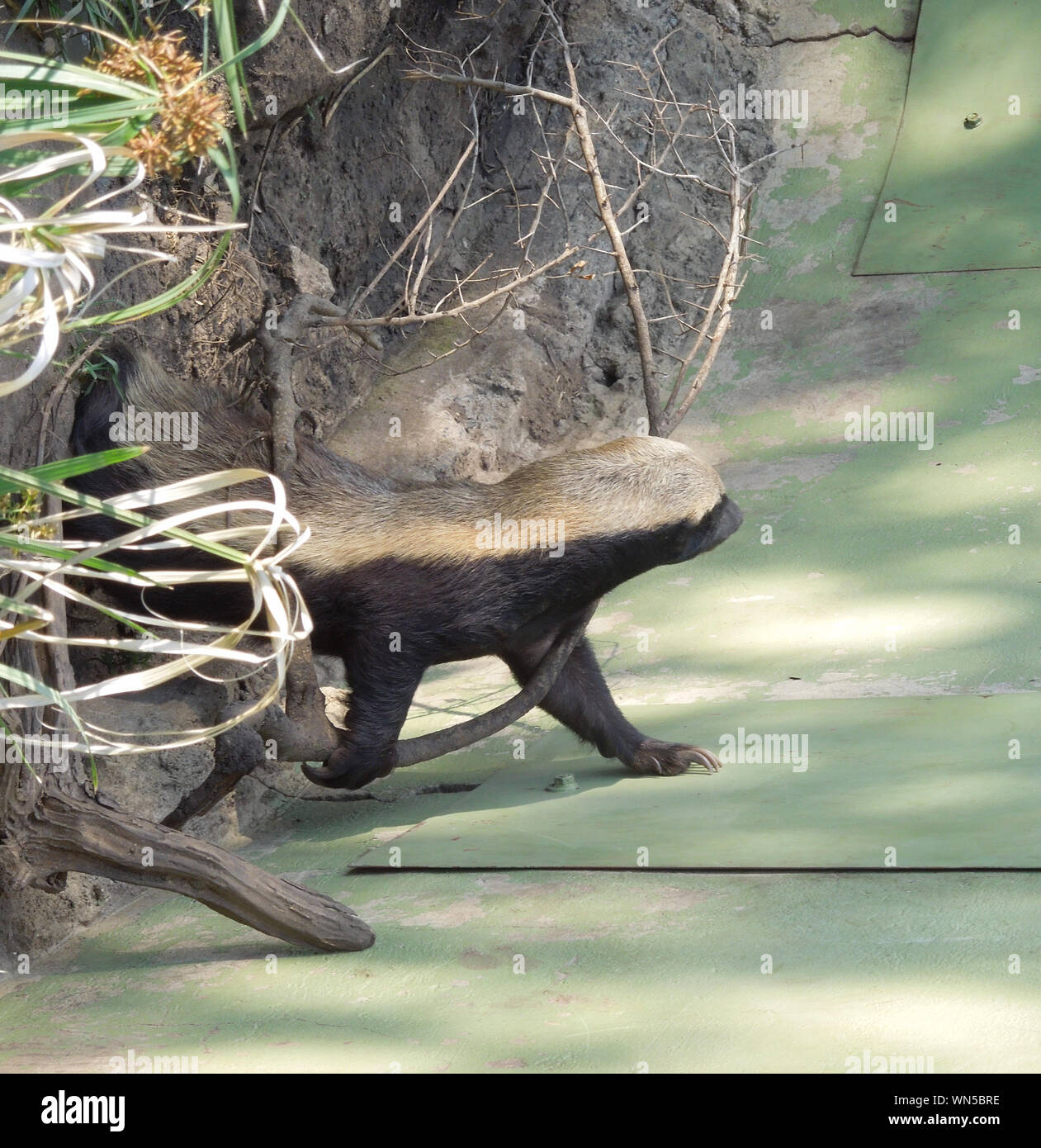 Badger close up hi-res stock photography and images - Alamy