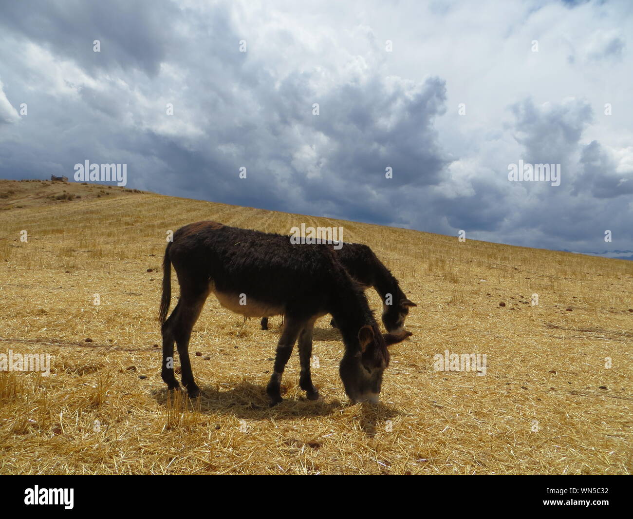 Donkeys Side High Resolution Stock Photography and Images - Alamy