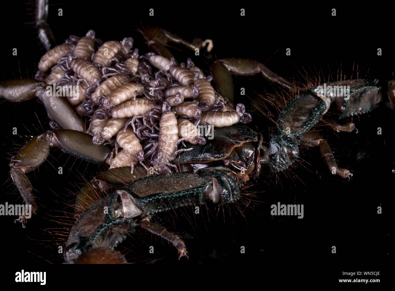 Female Scorpion High Resolution Stock Photography and Images - Alamy