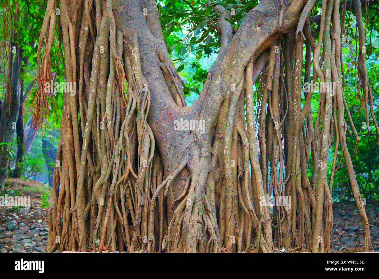 Banyan forest hi-res stock photography and images - Alamy