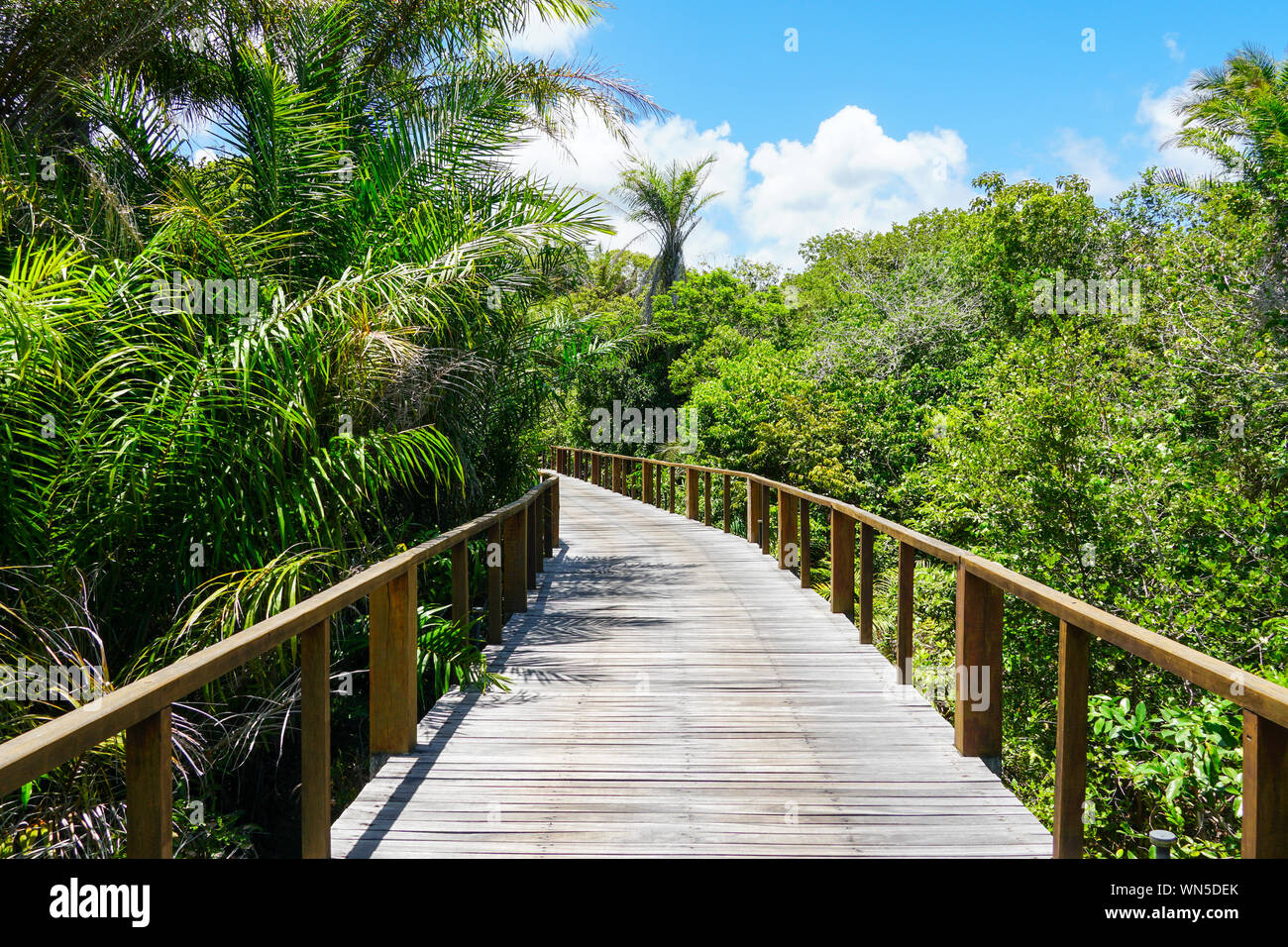 Perspective of wood bridge in deep tropical forest. Wooden bridge ...