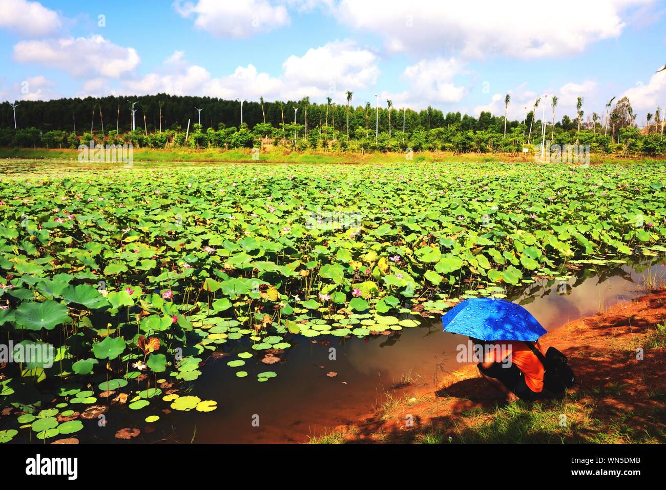 Umbrella lily hi-res stock photography and images - Alamy