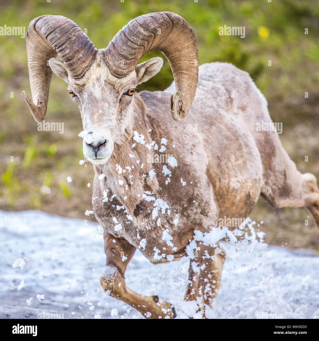 Goat Running High Resolution Stock Photography and Images - Alamy