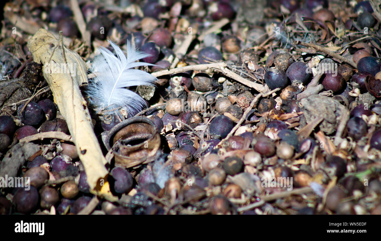 Feather seed hi-res stock photography and images - Alamy