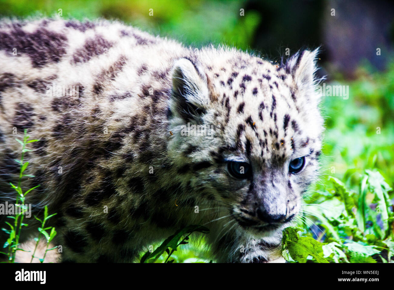 Snow leopard cub in the snow hi-res stock photography and images - Alamy