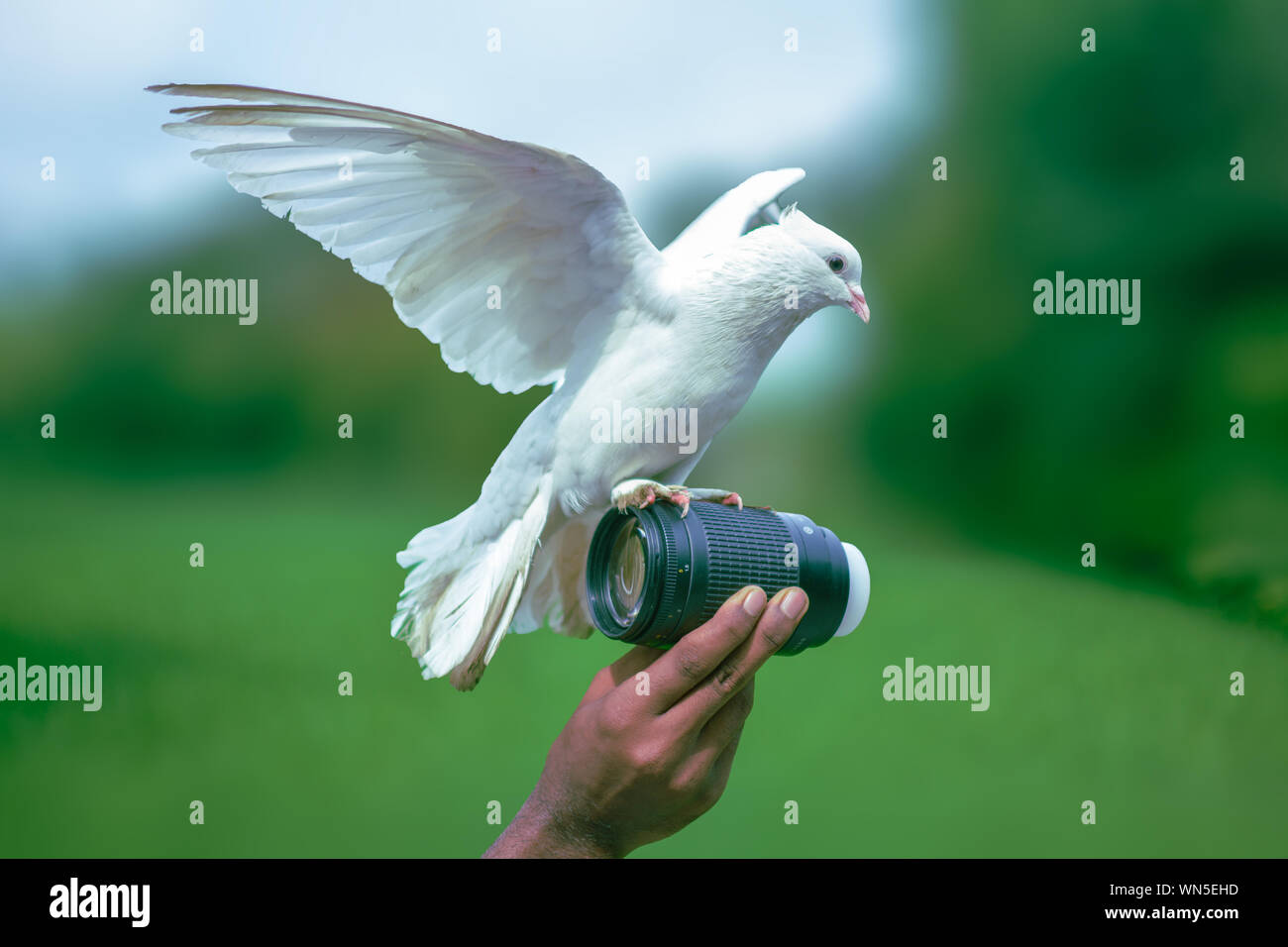 White dove on hand hi-res stock photography and images - Alamy