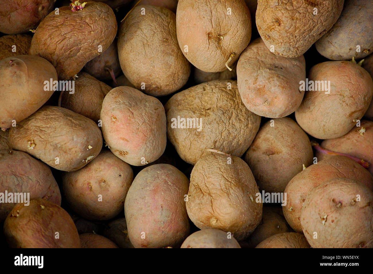 Rotting potato hi-res stock photography and images - Alamy