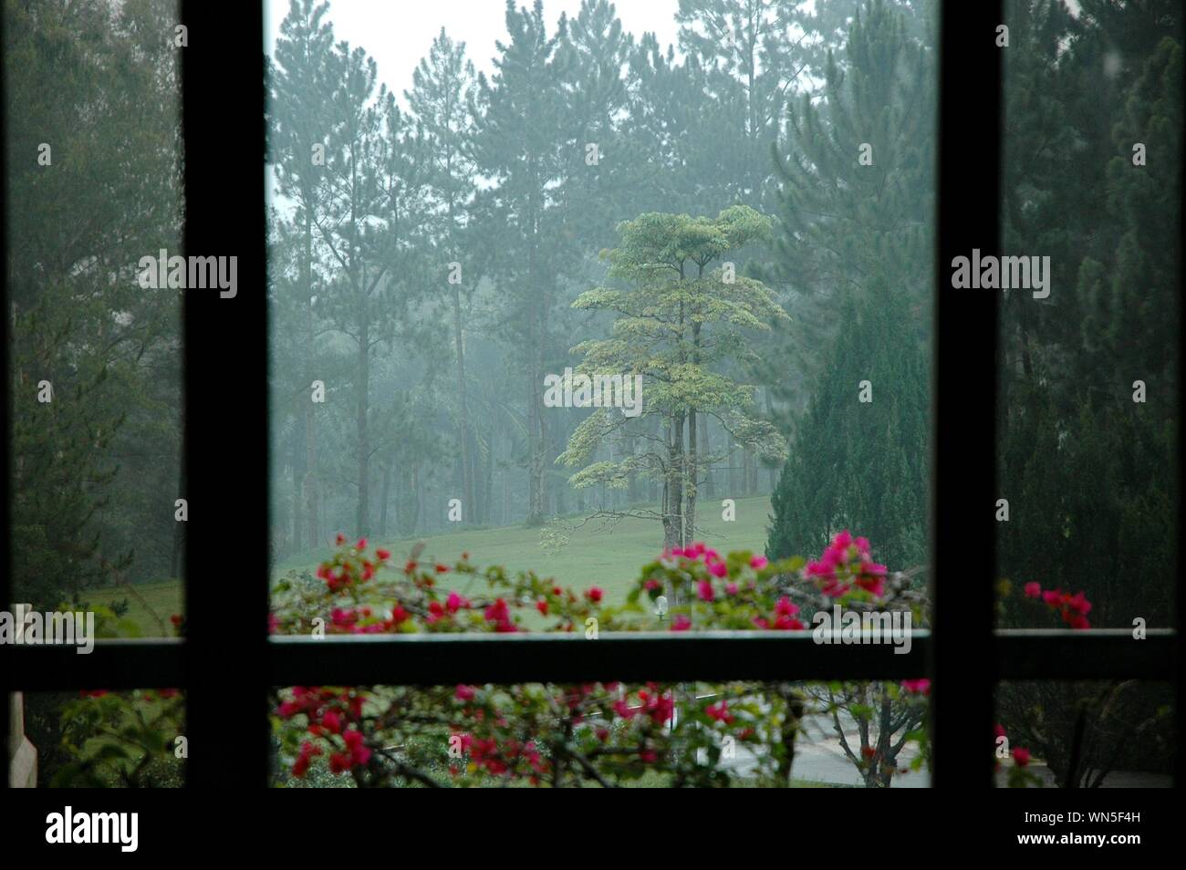 Trees On Field Seen Through Window Stock Photo - Alamy