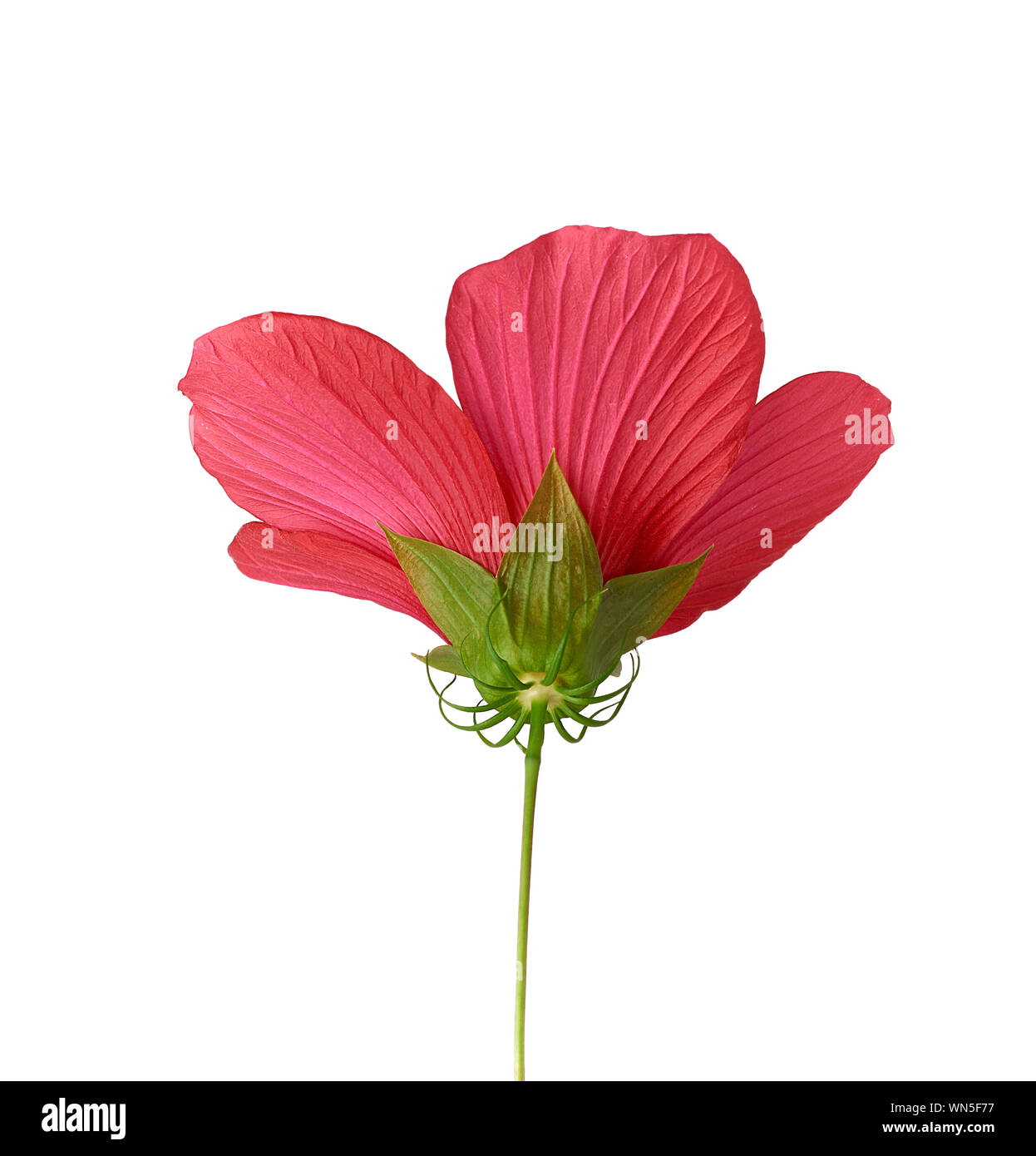 red blooming hibiscus back view, flower isolated on white background ...
