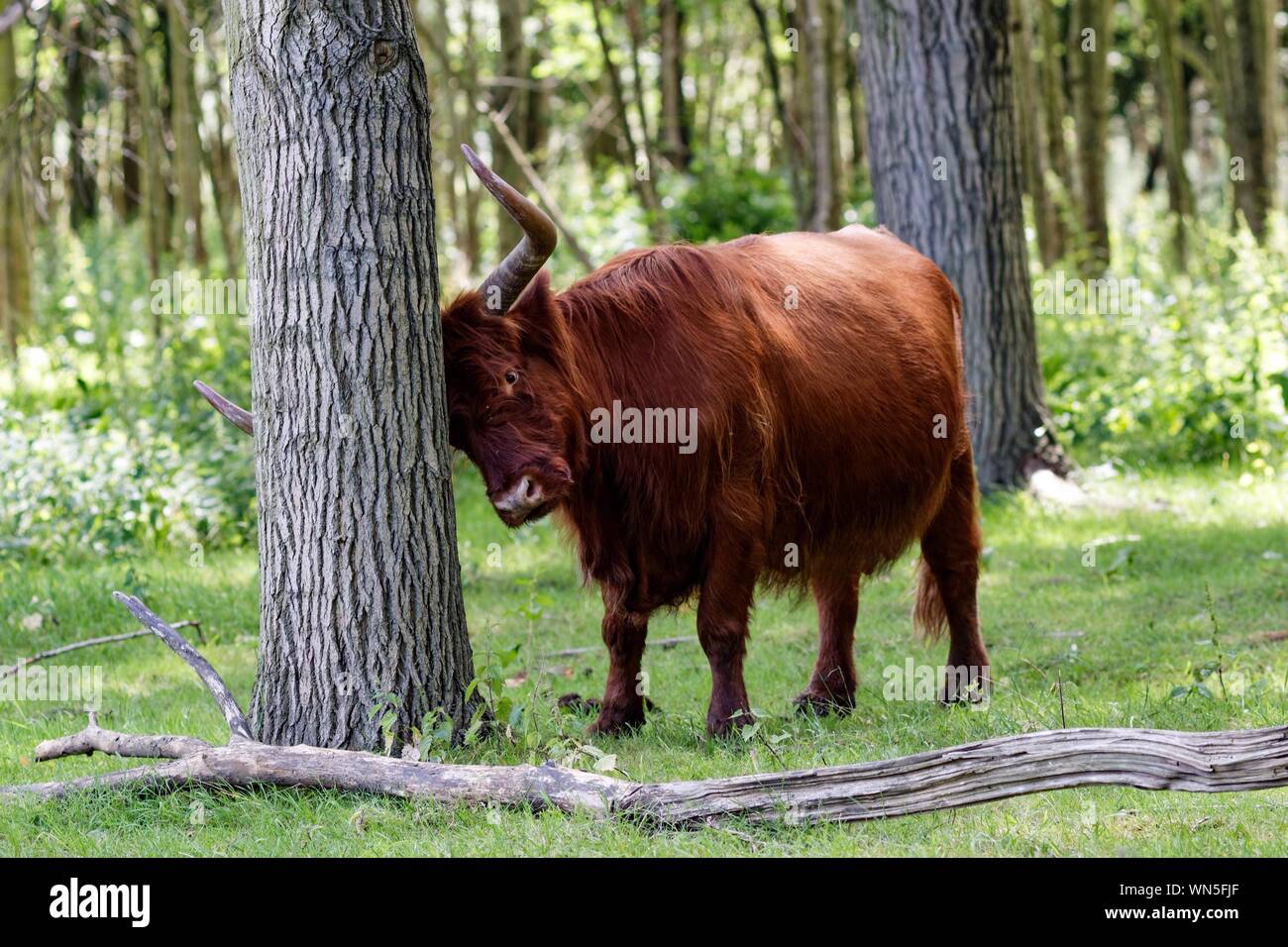 Tree cattle hi-res stock photography and images - Alamy