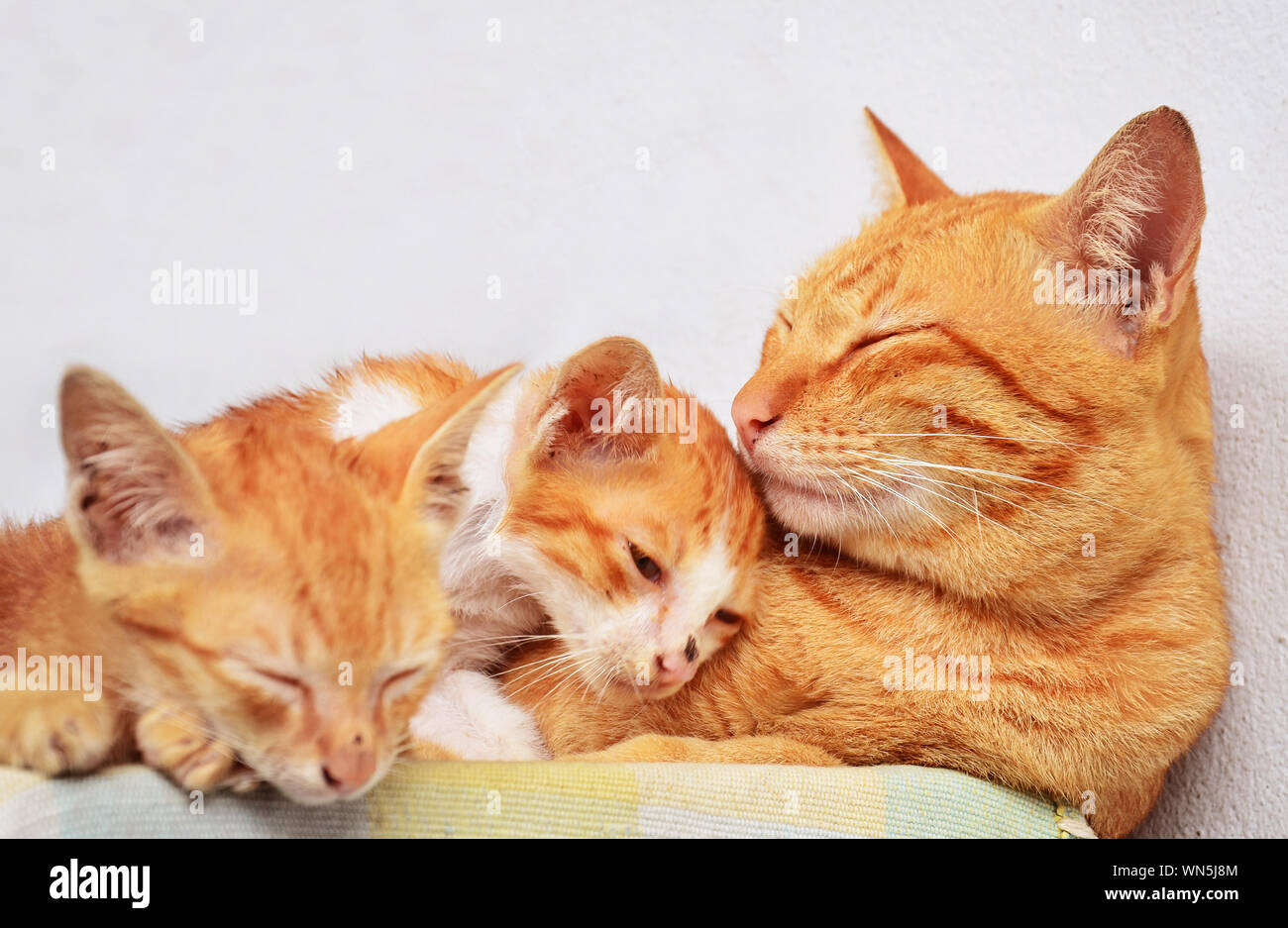 Domestic cat family hi-res stock photography and images - Alamy