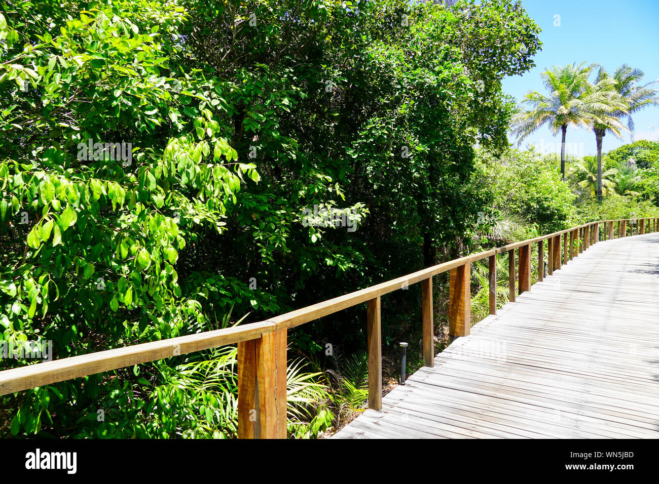 Perspective of wood bridge in deep tropical forest. Wooden bridge ...