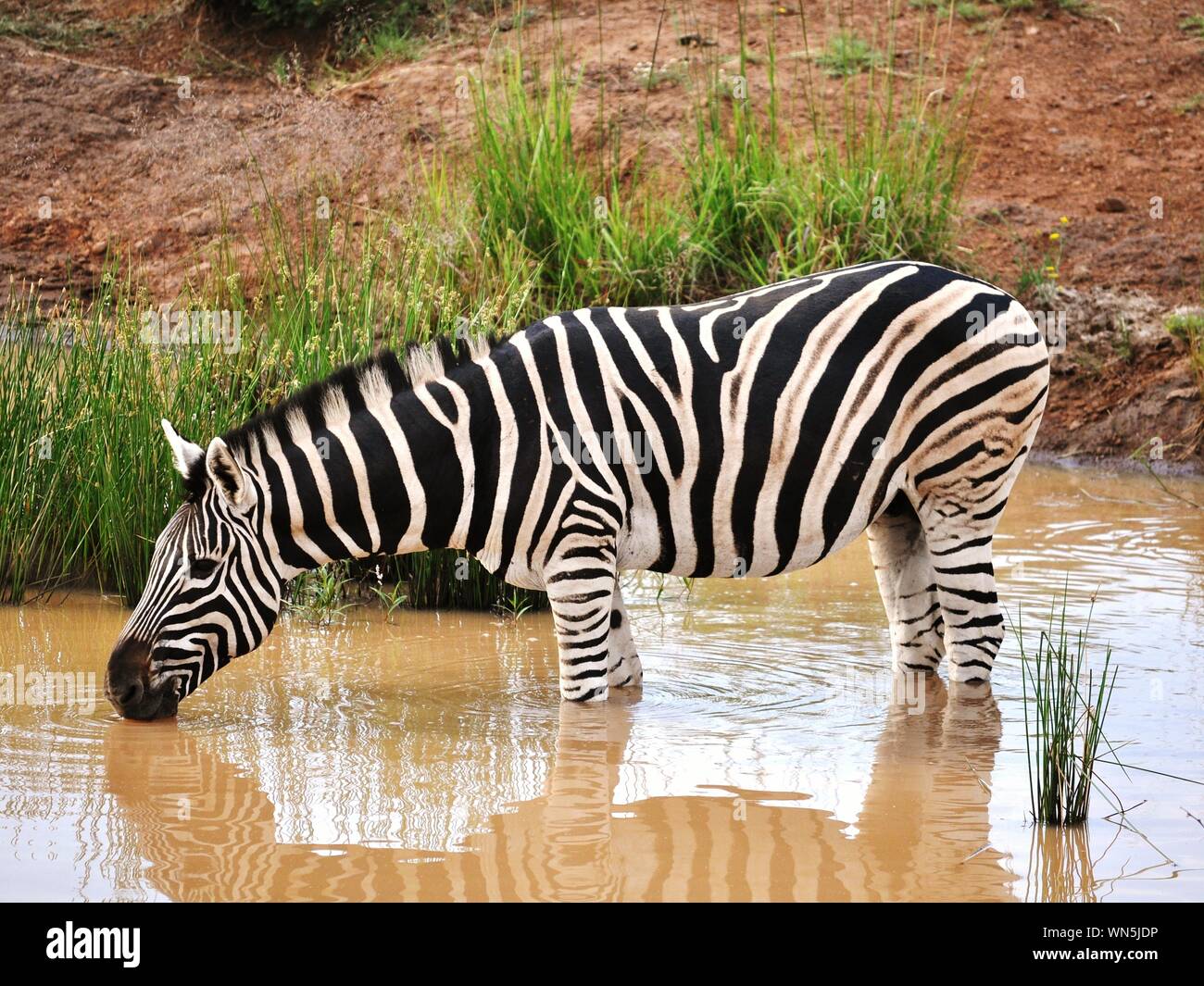 Water zebra drinking reflection hi-res stock photography and images - Alamy