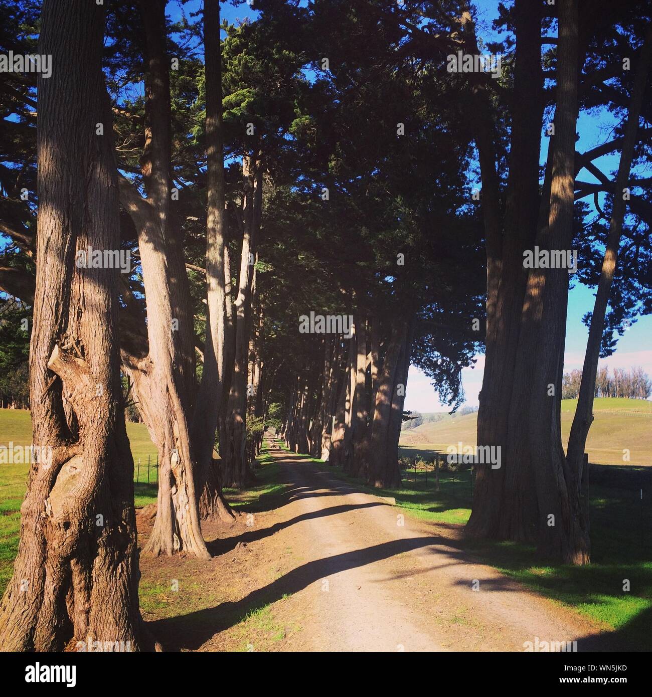 Treelined Driveway High Resolution Stock Photography and Images - Alamy