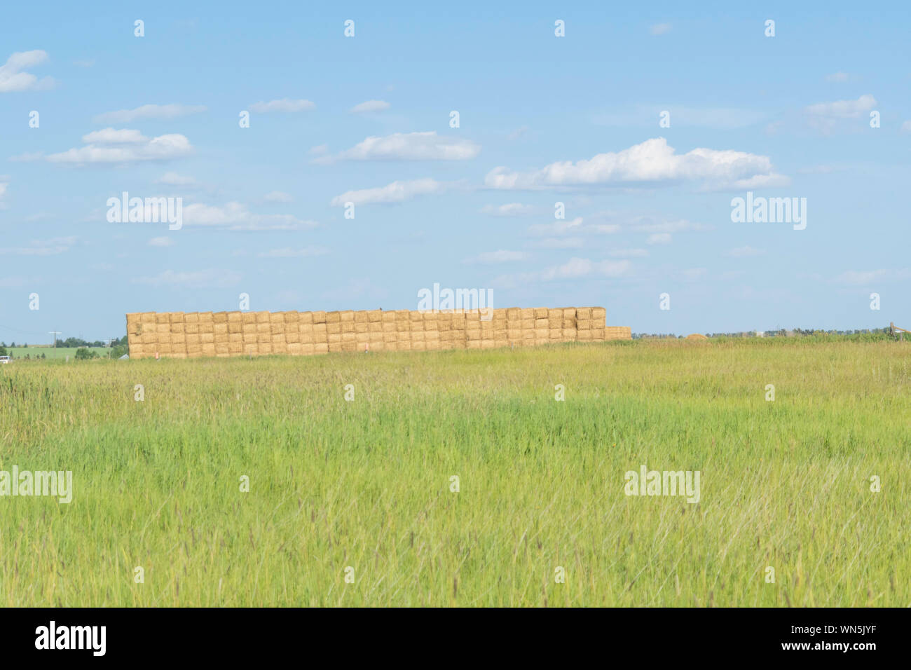 Stacked square bales of hay in a farm field Stock Photo - Alamy