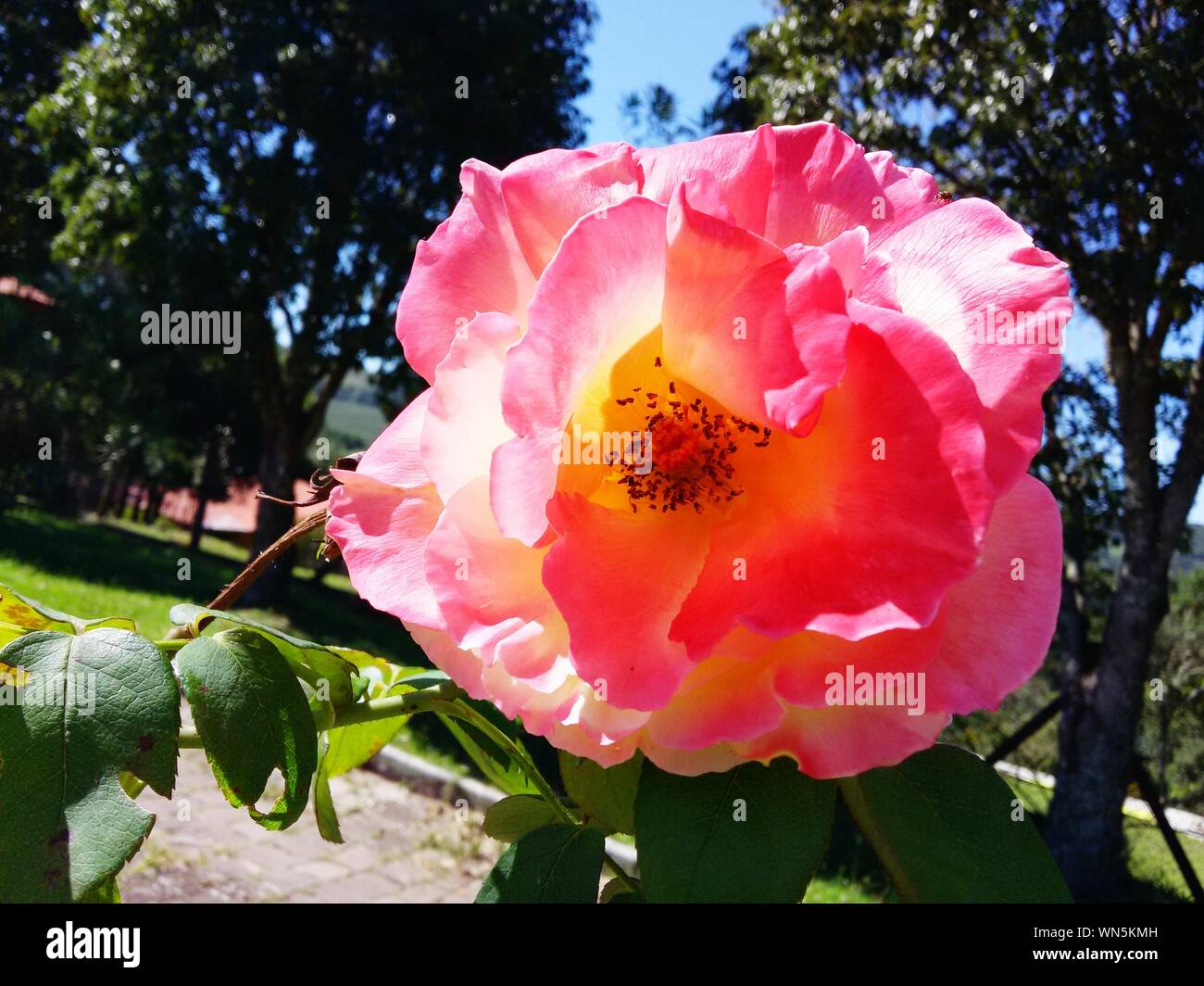 Pink iceberg hi-res stock photography and images - Alamy