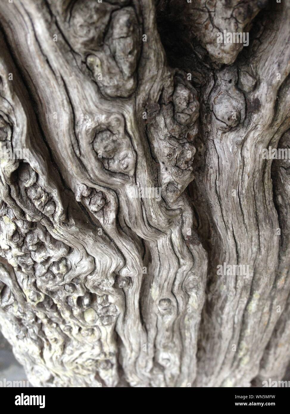 Close up oak tree hi-res stock photography and images - Alamy