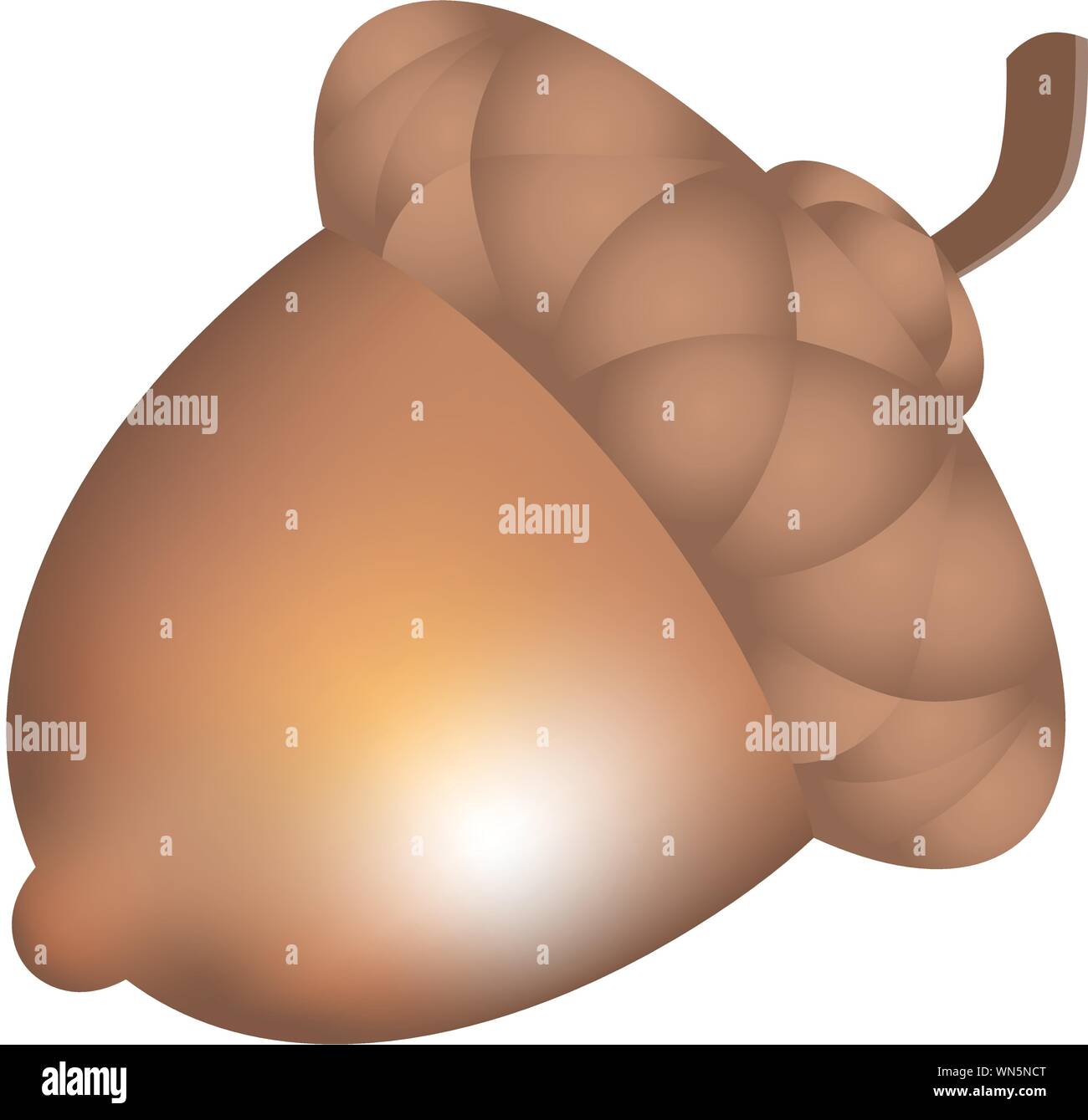 Acorn seeds Stock Vector Images - Alamy