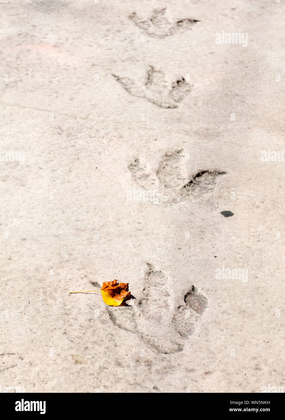Bird footprint pattern hi-res stock photography and images - Alamy