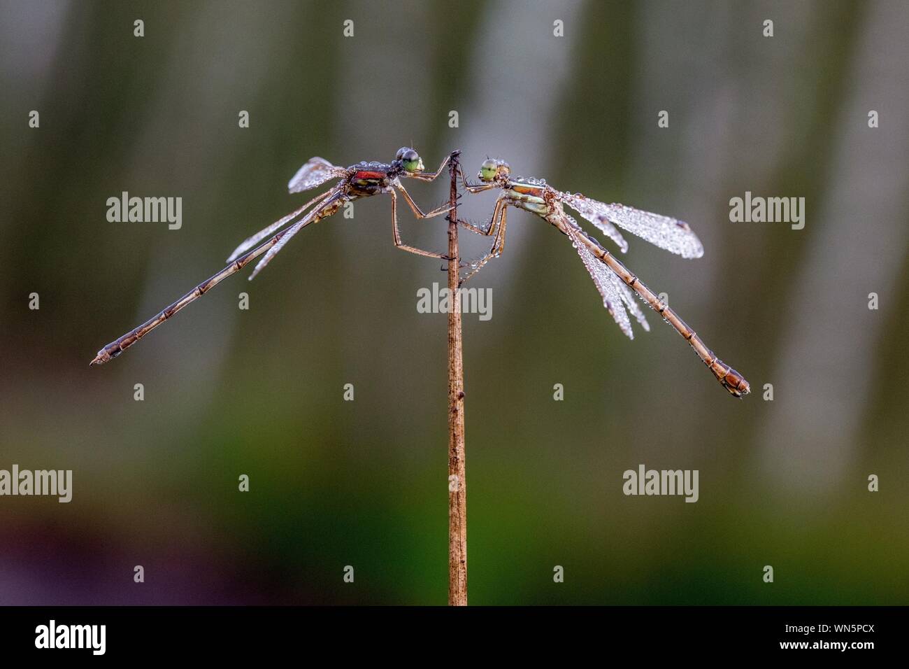 Two insects hi-res stock photography and images - Alamy