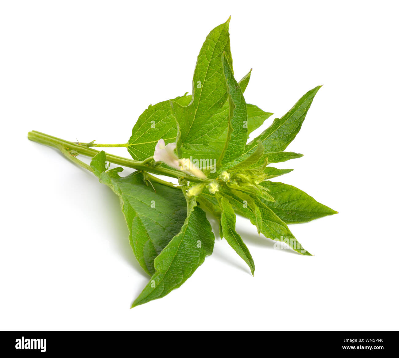 Sesame plant with flowers isolated on white background Stock Photo - Alamy