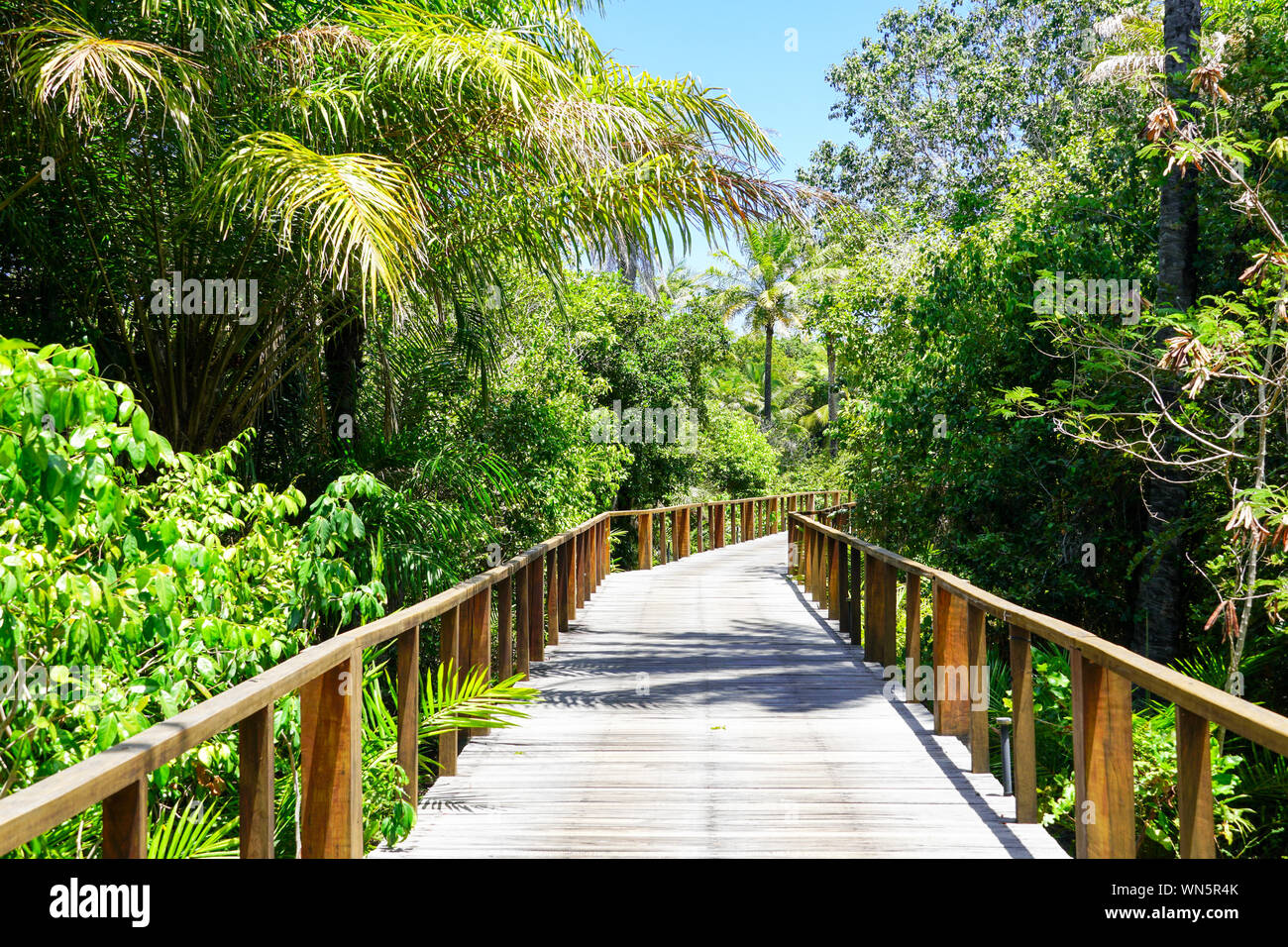 Perspective of wood bridge in deep tropical forest. Wooden bridge ...