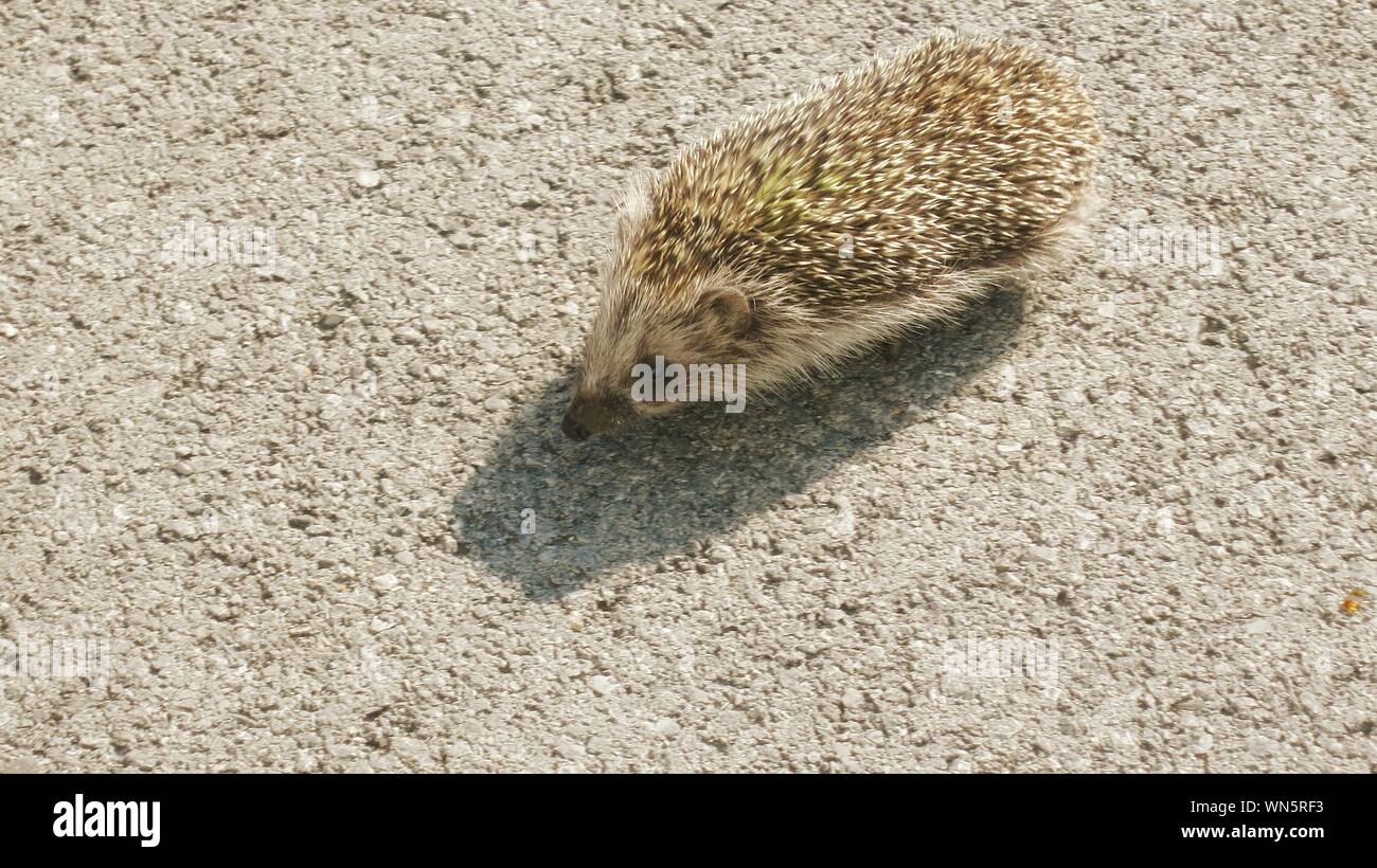 Shadow The Hedgehog High Resolution Stock Photography and Images - Alamy