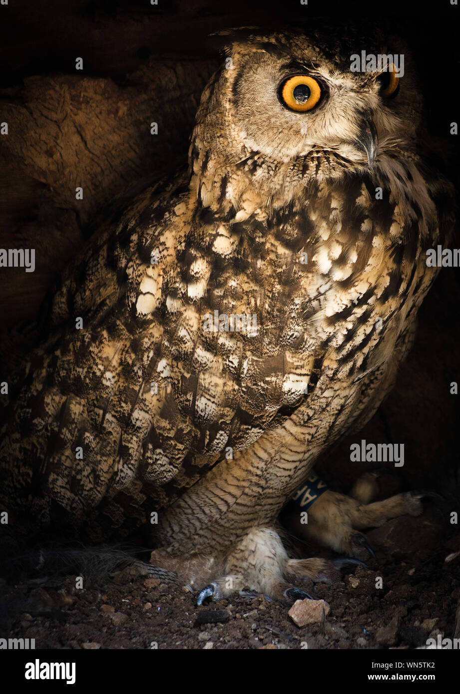 Night owl hi-res stock photography and images - Alamy