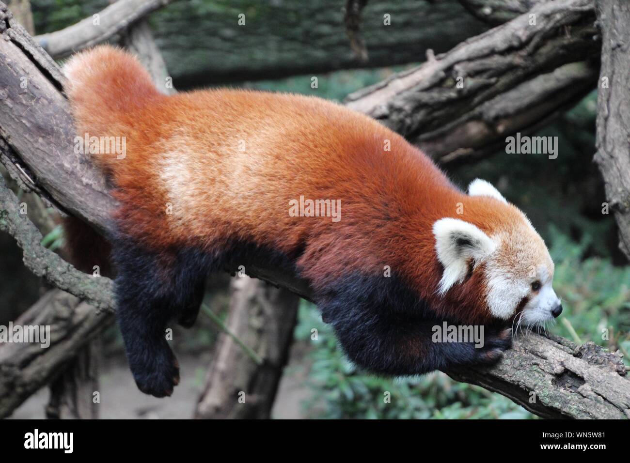 Side view red panda hi-res stock photography and images - Alamy