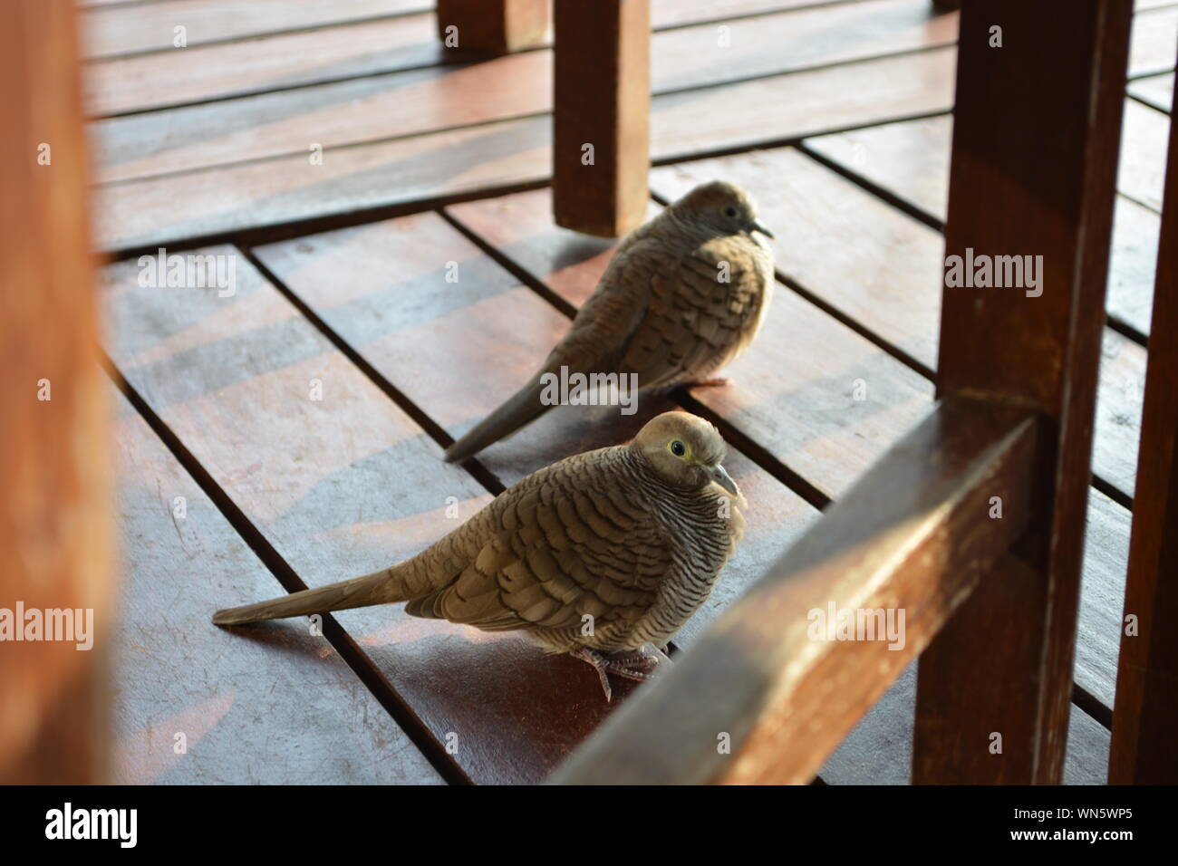 Two mourning doves hi-res stock photography and images - Alamy Two mourning doves hi-res stock photography and images - Alamy