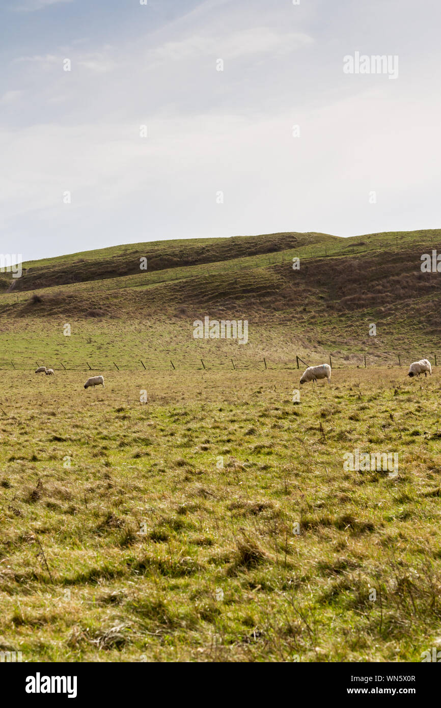 Sheep in distant hi-res stock photography and images - Alamy