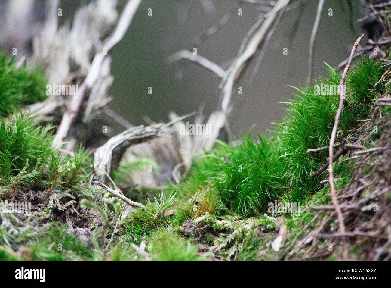 Messy Grass High Resolution Stock Photography and Images - Alamy