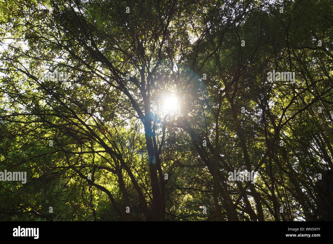 Back lit trees hi-res stock photography and images - Alamy