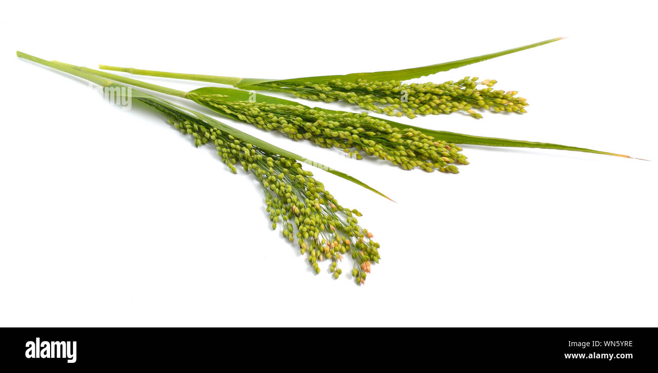 Panicum grass Cut Out Stock Images & Pictures - Alamy