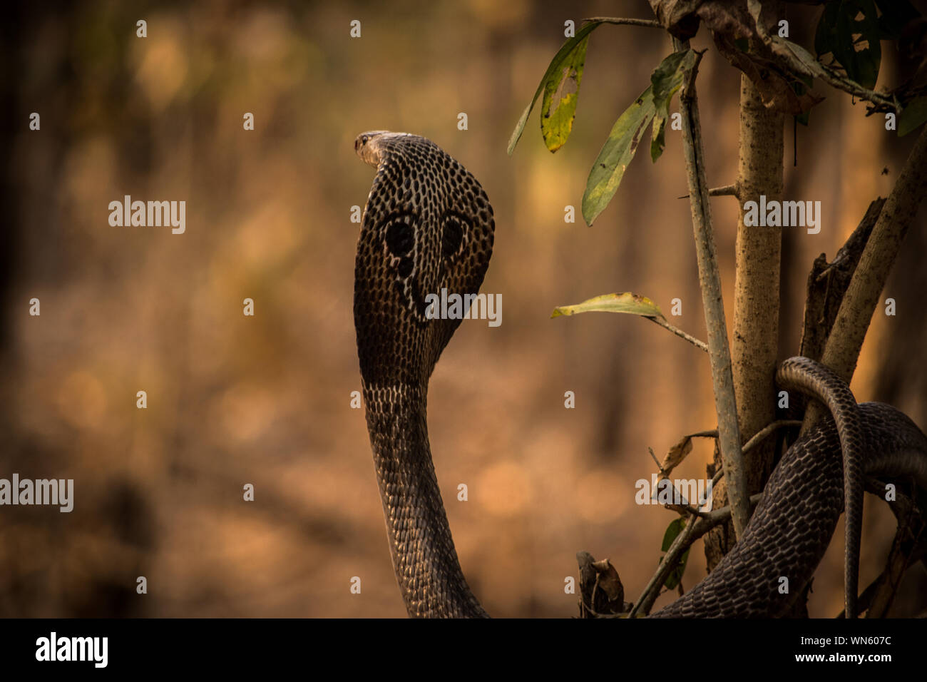 Spectacled snake hi-res stock photography and images - Alamy