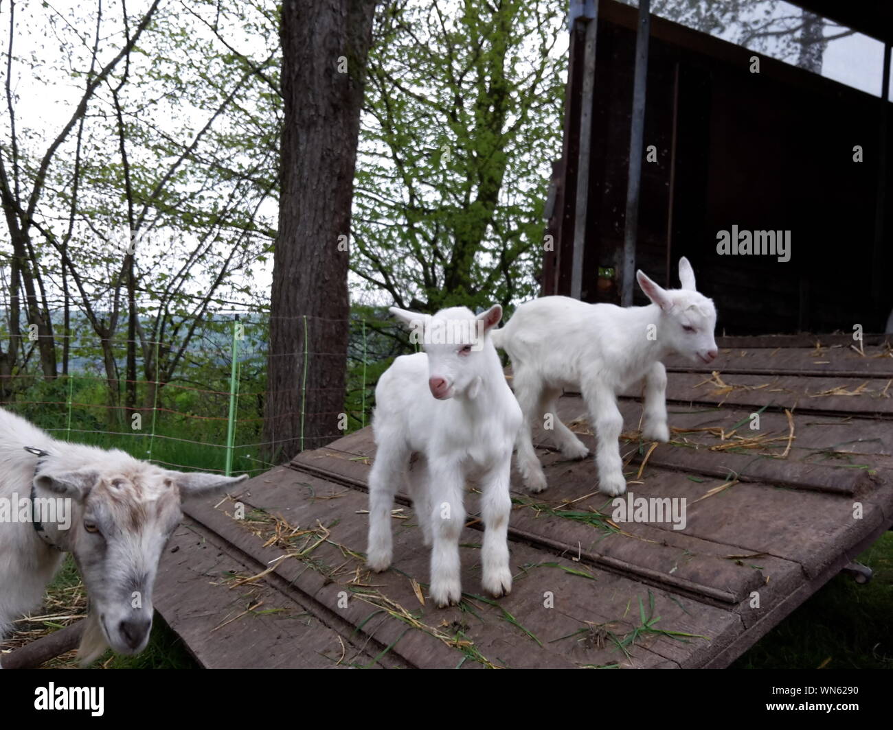 Lambs at farm hi-res stock photography and images - Alamy