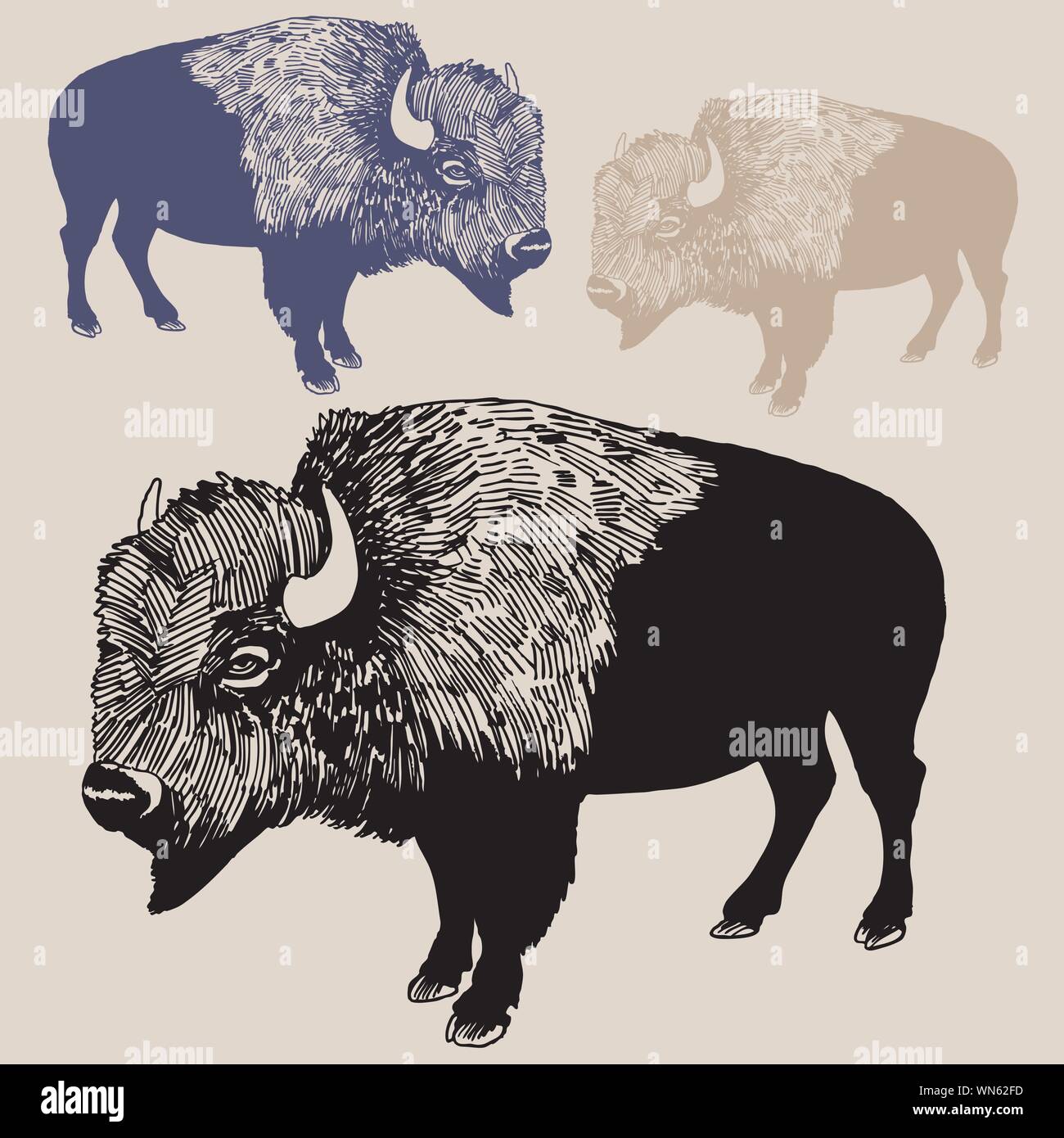 North American Bison or Buffalo Stock Vector Image & Art - Alamy