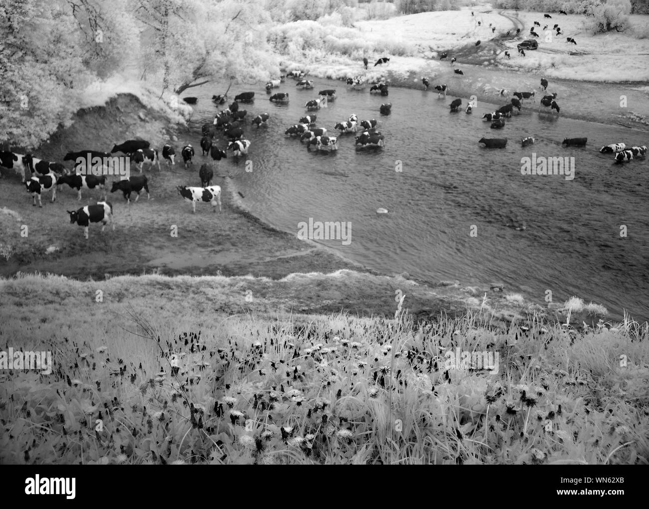 Cows crossing hi-res stock photography and images - Alamy