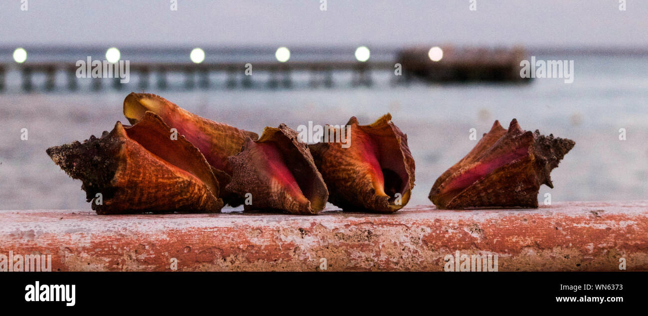 Shell and sea wall hi-res stock photography and images - Alamy