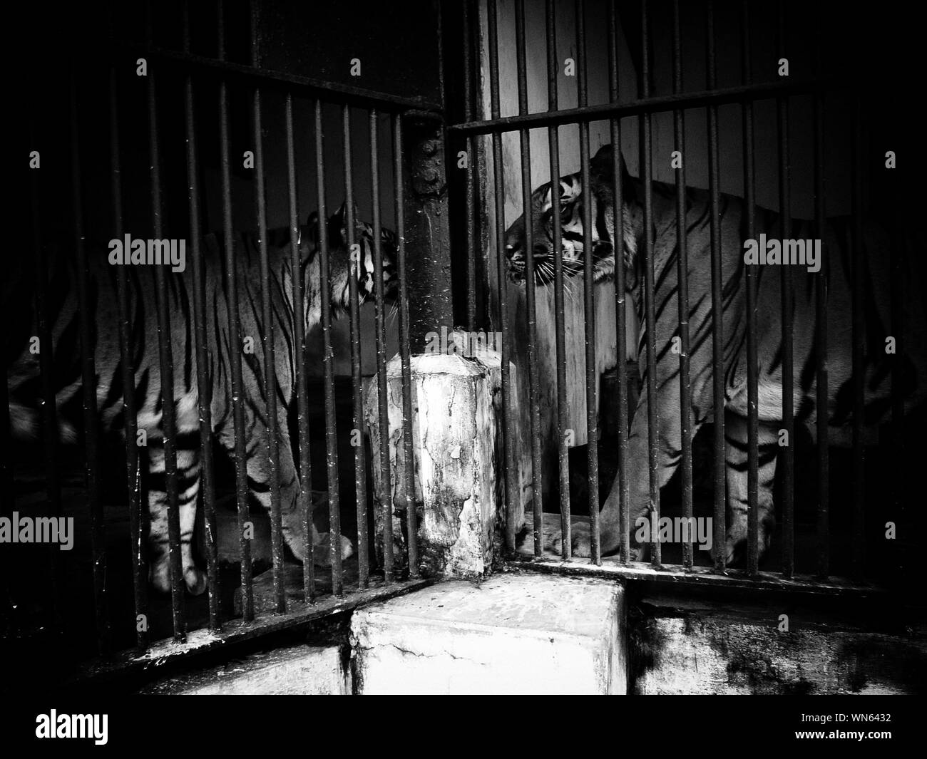 Tiger cage Black and White Stock Photos & Images - Alamy