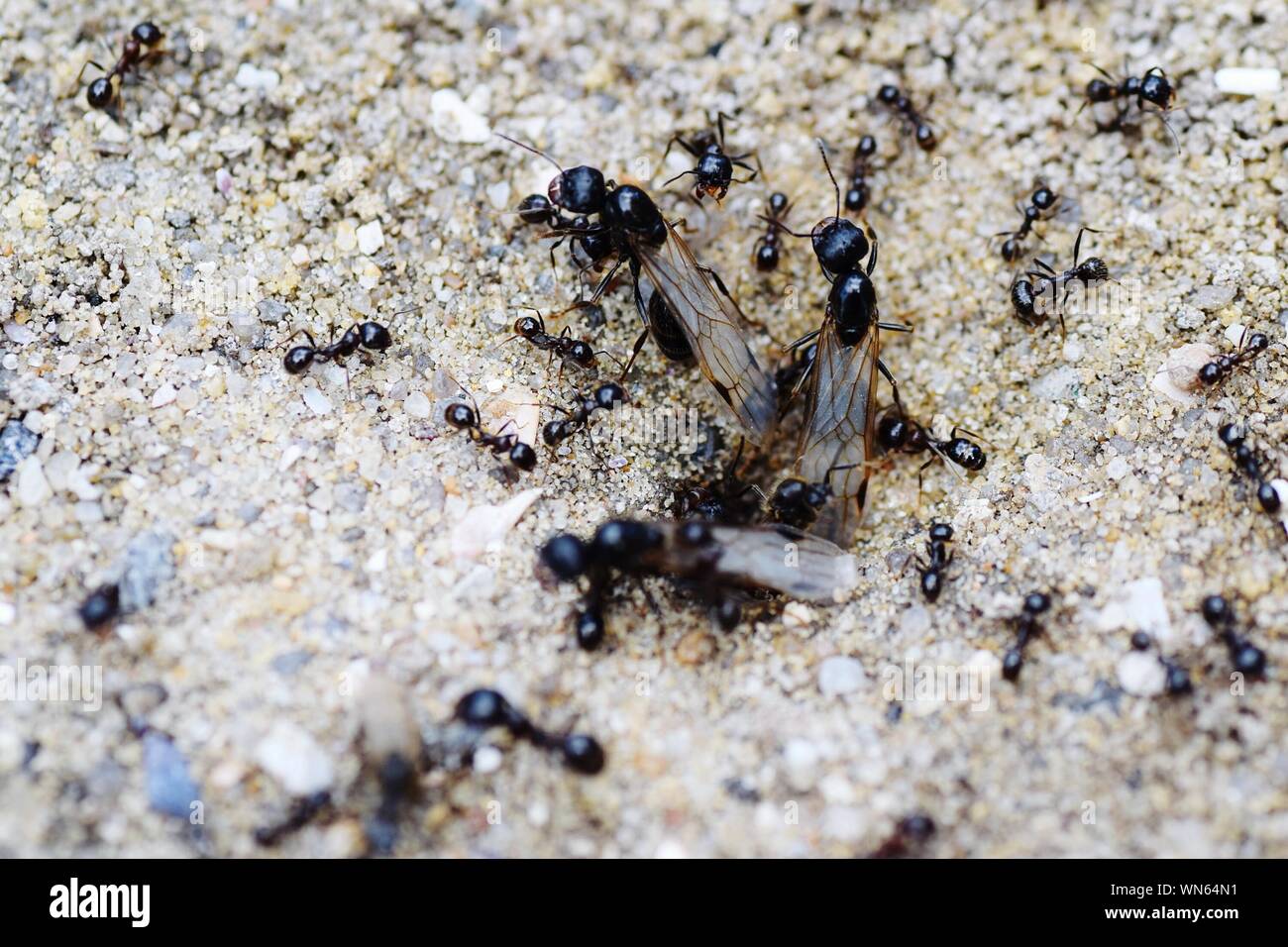 Ants Sand High Resolution Stock Photography and Images - Alamy